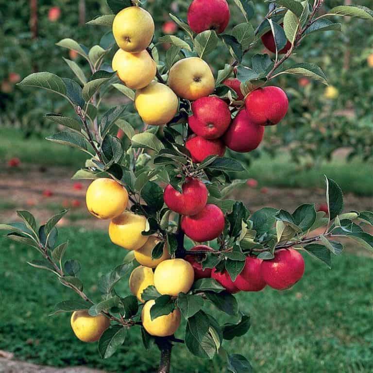 Grafted Into God's Family and Producing Fruit - Mandy and Michele LinkUp