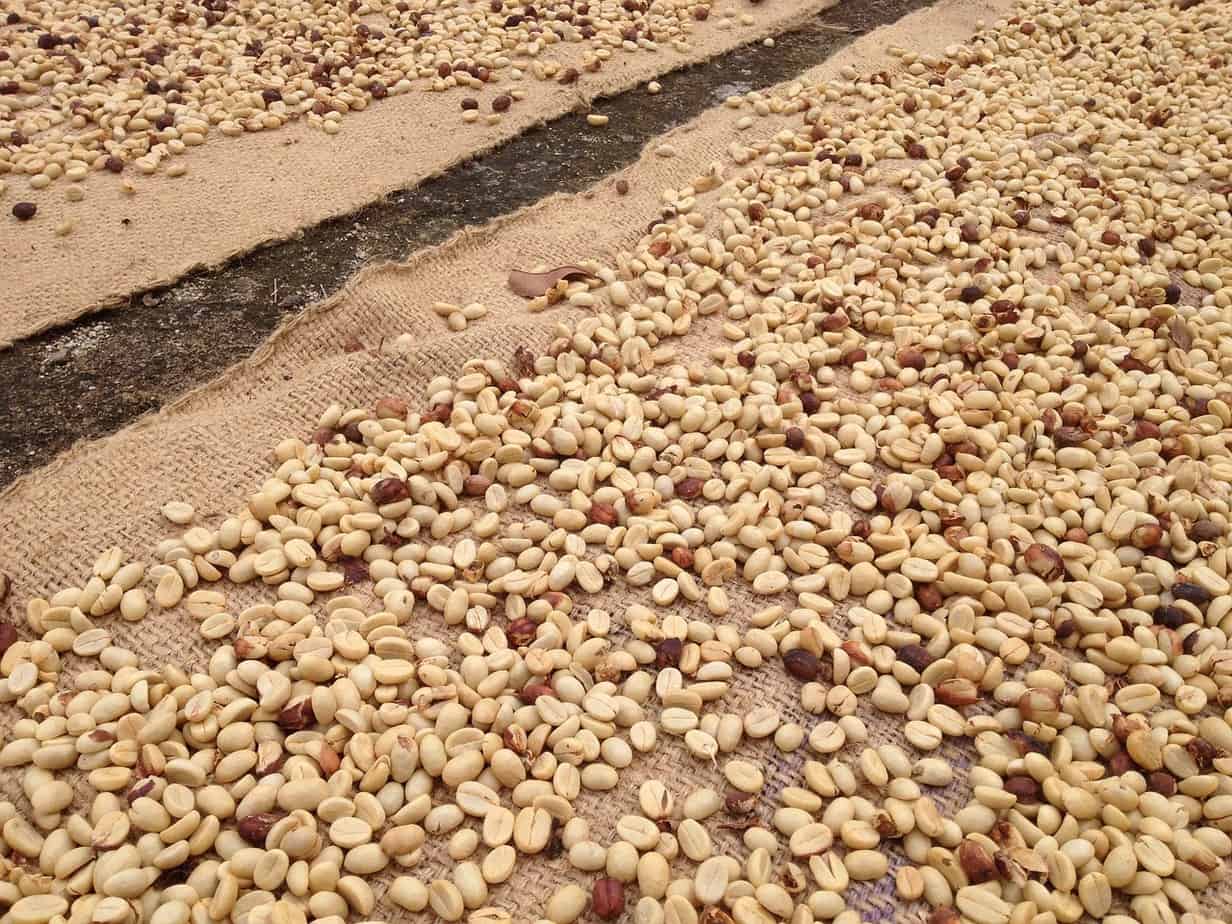 Coffee Bean Barista Secrets: The Crema Revealed- Part Two - Mandy and ...